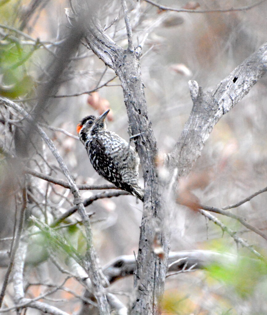 Conoce al carpinterito, el pájaro carpintero que puedes encontrar en la ...
