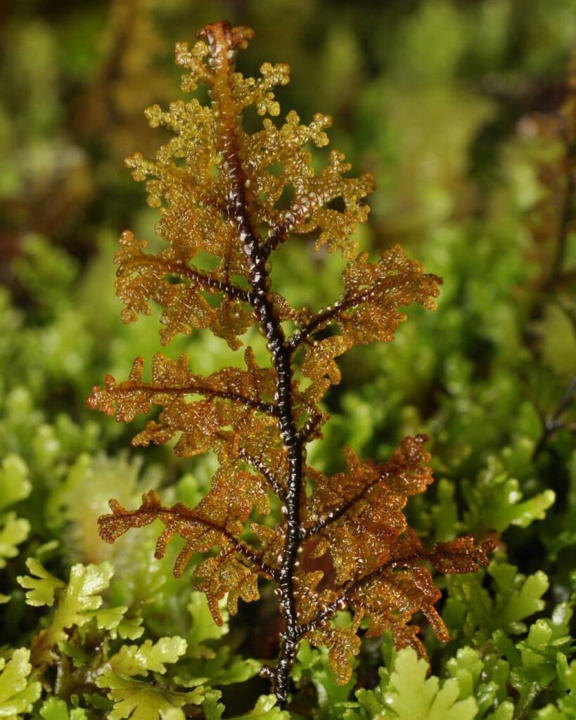 El fascinante mundo de los musgos: las pequeñas pero imprescindibles ...
