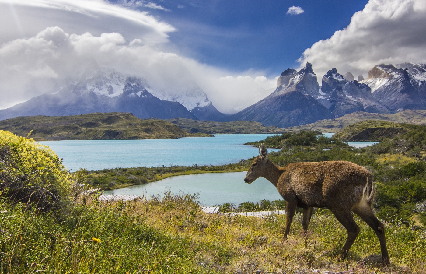 El huemul: el crítico estado de conservación del emblema olvidado del ...
