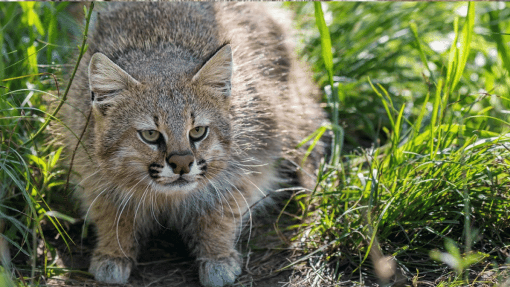 Felinos de Chile: Guía para reconocer a las siete especies que habitan ...