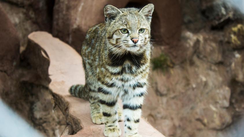 Felinos de Chile: Guía para reconocer a las siete especies que habitan ...