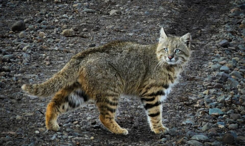 Felinos de Chile: Guía para reconocer a las siete especies que habitan ...