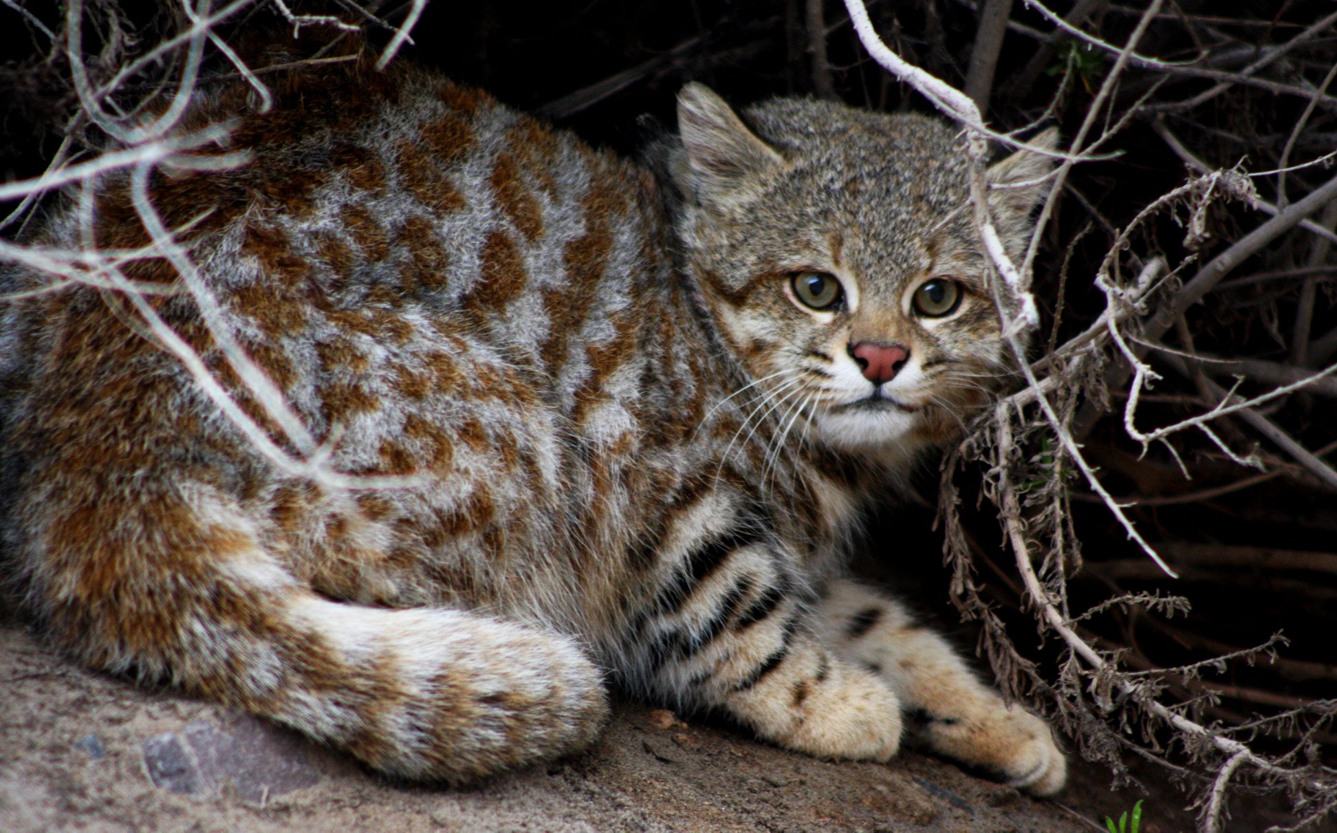 Felinos de Chile: Guía para reconocer a las siete especies que habitan ...