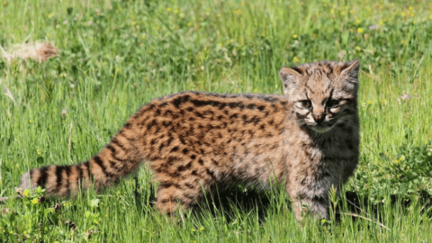 Felinos de Chile: Guía para reconocer a las siete especies que habitan ...