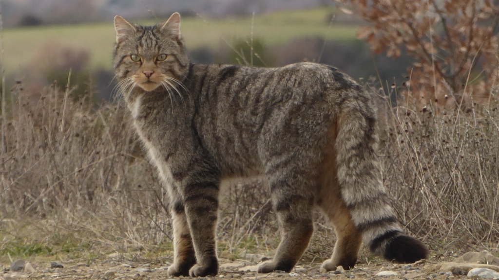 Felinos de Chile: Guía para reconocer a las siete especies que habitan ...